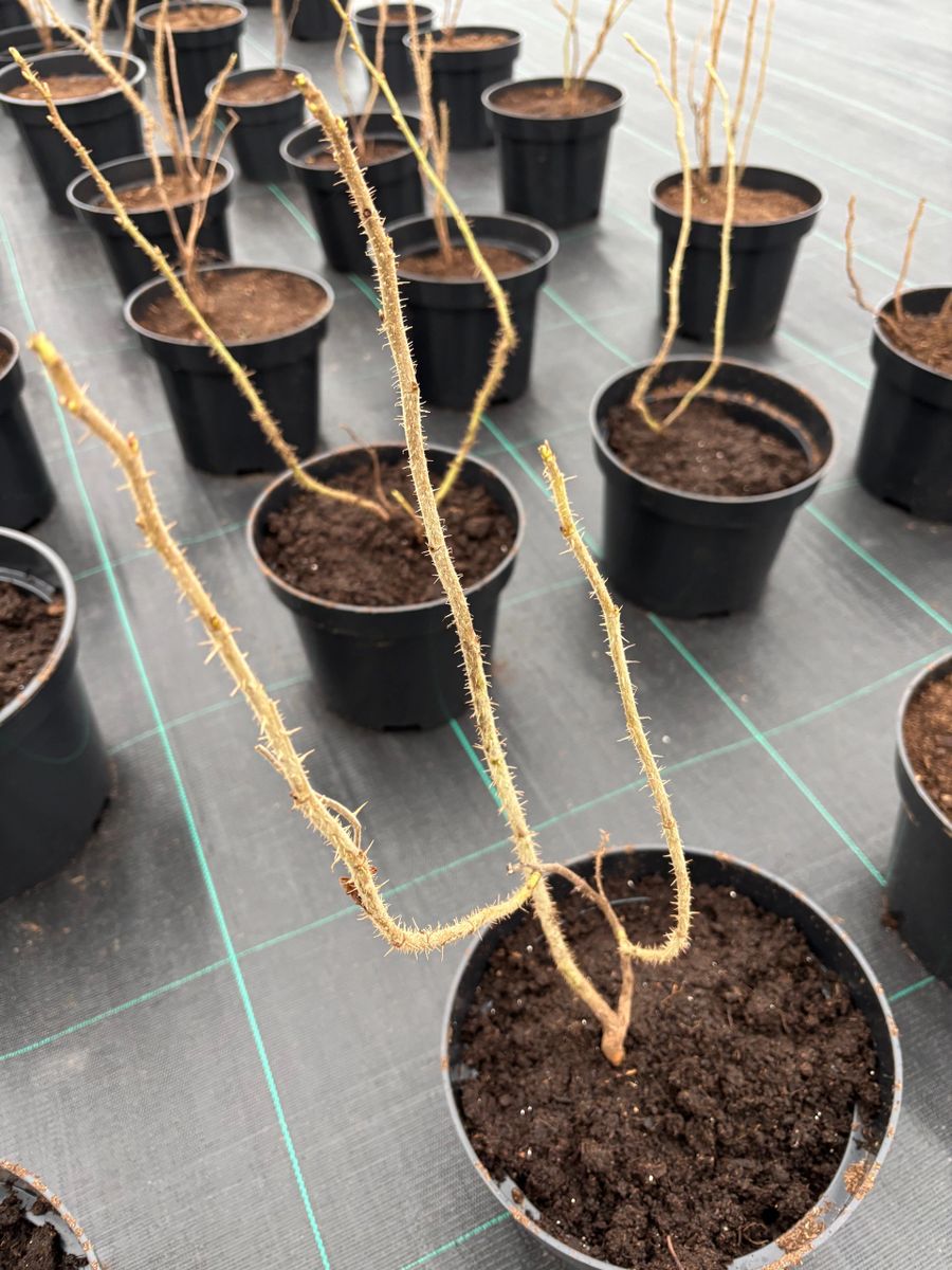 White Japanese rose Rosa rugosa 3L Pot